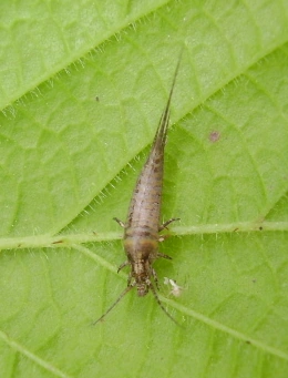 Zygentoma | Wildlife of Alberta Wiki | Fandom