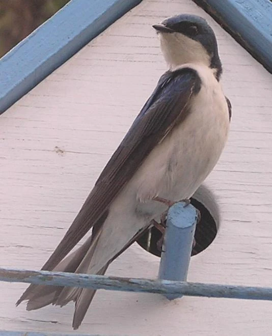 Hirundinidae | Wildlife of Alberta Wiki | Fandom