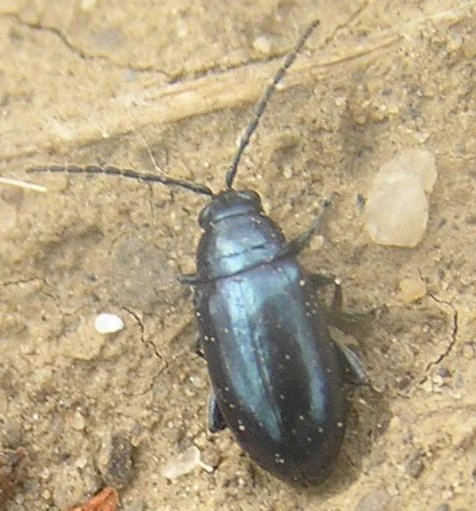 Altica sp. flea beetles | Wildlife of Alberta Wiki | Fandom