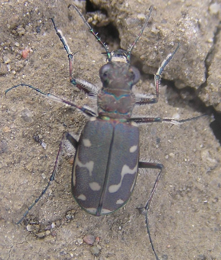 Twelve-spotted Tiger beetle | Wildlife of Alberta Wiki | Fandom