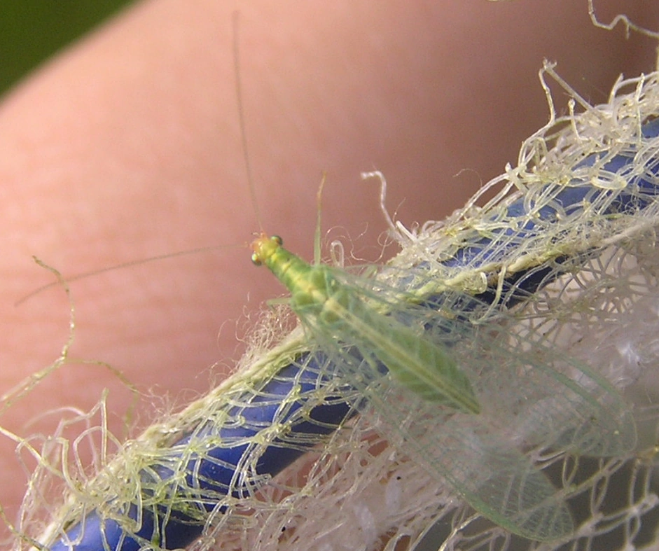 Chrysopidae | Wildlife of Alberta Wiki | Fandom