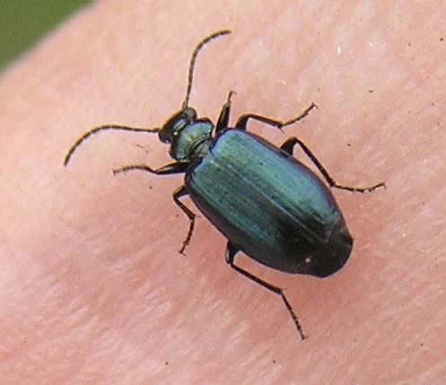 Insects and Bugs | Wildlife of Alberta Wiki | Fandom