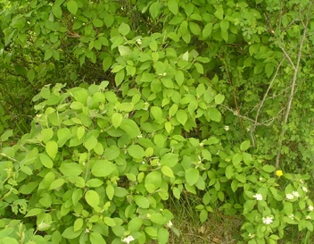 Bush shaking technique | Wildlife of Alberta Wiki | Fandom