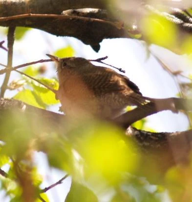 Troglodytidae | Wildlife of Alberta Wiki | Fandom