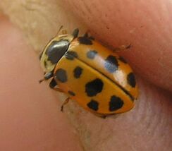 Thirteen-spotted ladybird | Wildlife of Alberta Wiki | Fandom