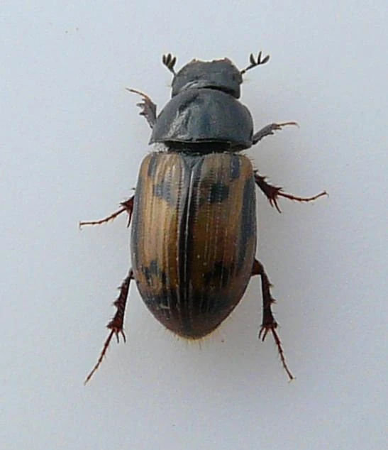 Scarabaeidae | Wildlife of Alberta Wiki | Fandom