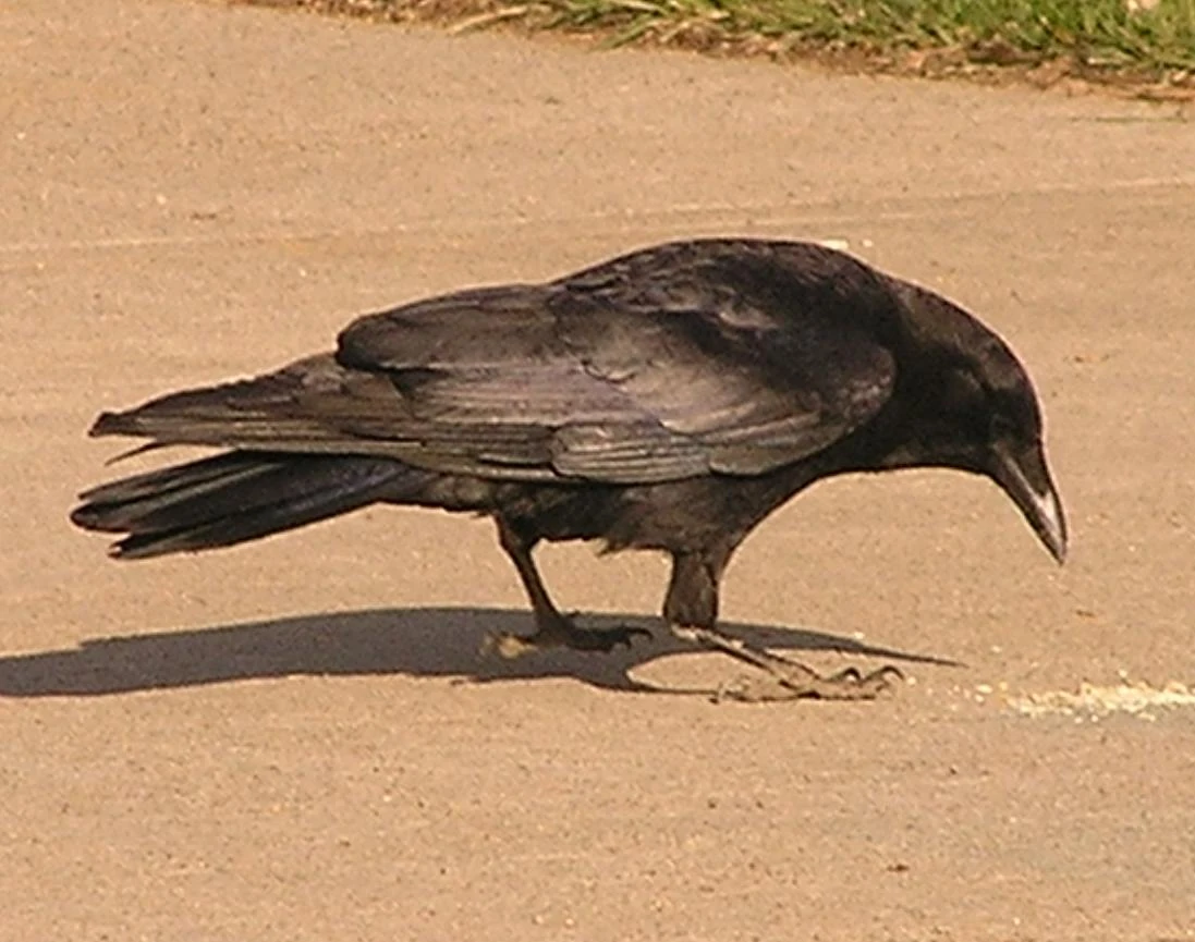 Corvidae | Wildlife of Alberta Wiki | Fandom