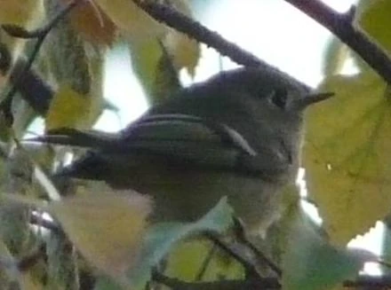 Regulidae | Wildlife of Alberta Wiki | Fandom
