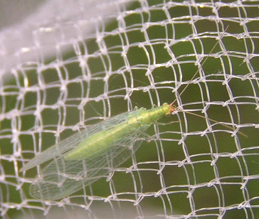 Chrysoperla sp. | Wildlife of Alberta Wiki | Fandom