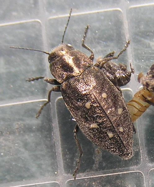 Hexagon jewel beetle | Wildlife of Alberta Wiki | Fandom