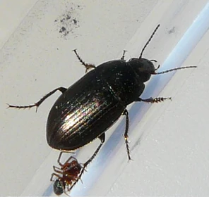 Amara sp. | Wildlife of Alberta Wiki | Fandom