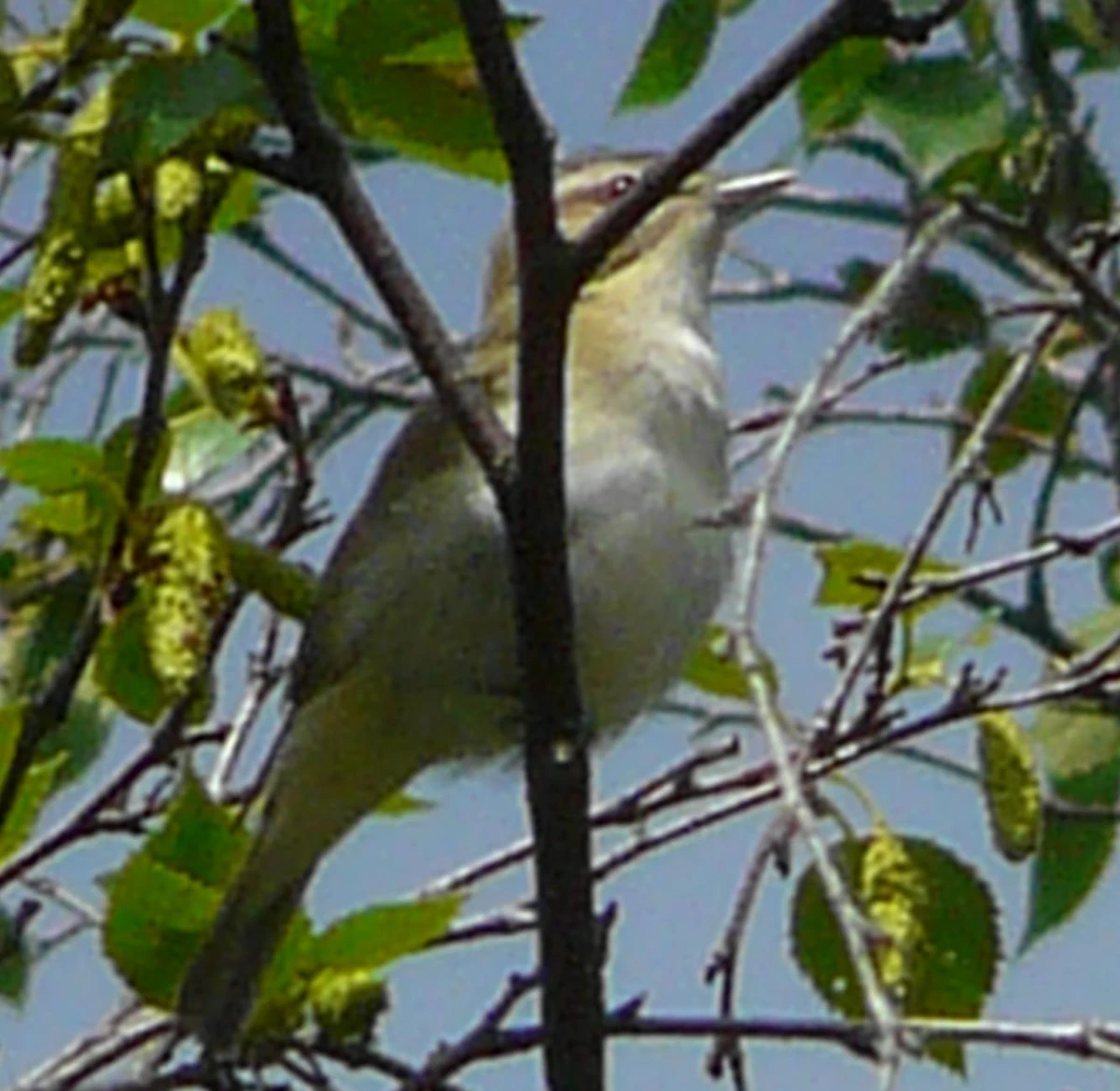 Vireonidae | Wildlife of Alberta Wiki | Fandom