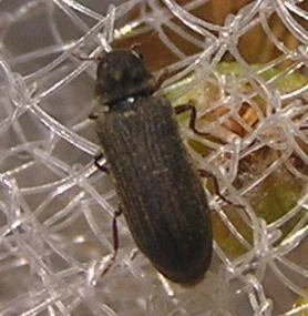 Anobiidae | Wildlife of Alberta Wiki | Fandom