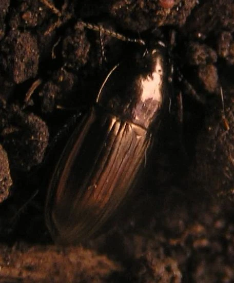 Amara sp. | Wildlife of Alberta Wiki | Fandom