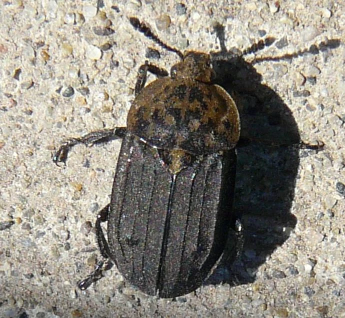 Northern Carrion beetle | Wildlife of Alberta Wiki | Fandom