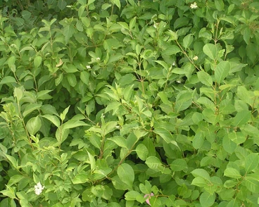 Bush shaking technique | Wildlife of Alberta Wiki | Fandom