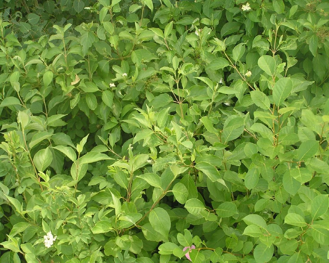 Bush shaking technique | Wildlife of Alberta Wiki | Fandom