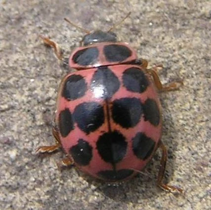 Cream-spotted ladybird | Wildlife of Alberta Wiki | Fandom