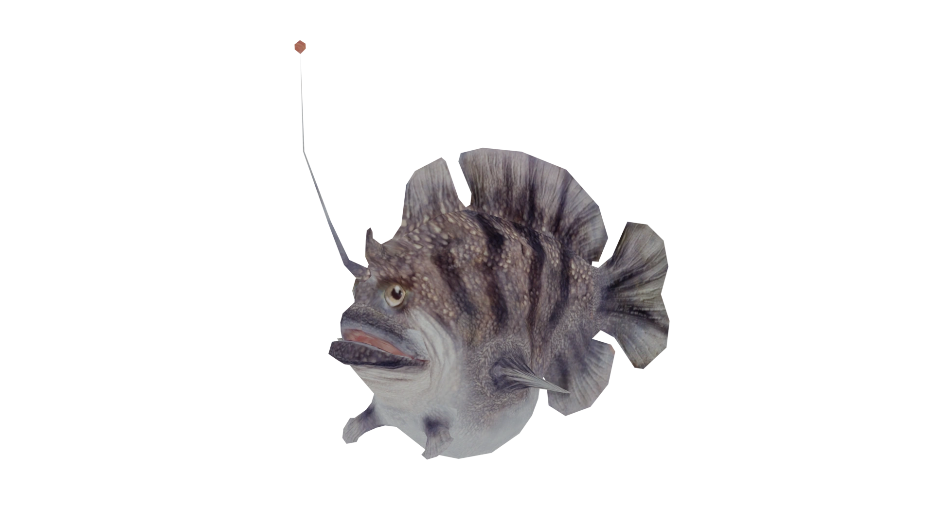 Male Angler Fish Fuse