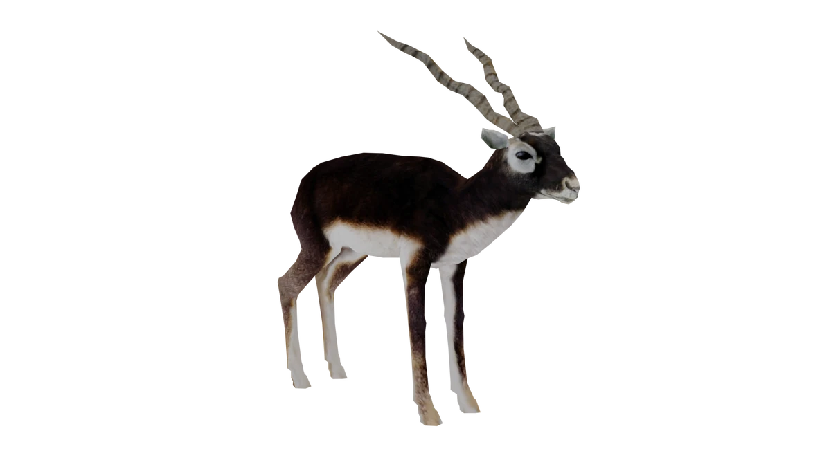 Blackbuck | Wildlife Park 2 Wiki | Fandom