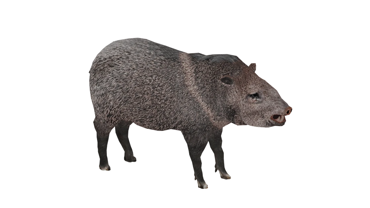 Collared Peccary | Wildlife Park 2 Wiki | Fandom