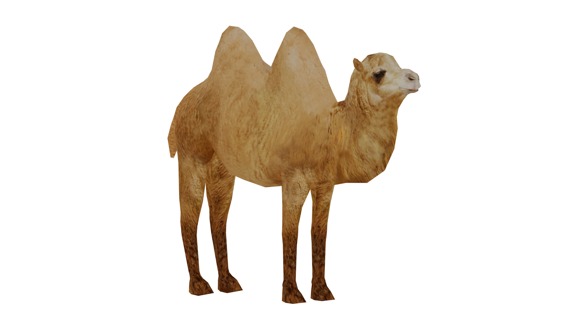 Bactrian Camels