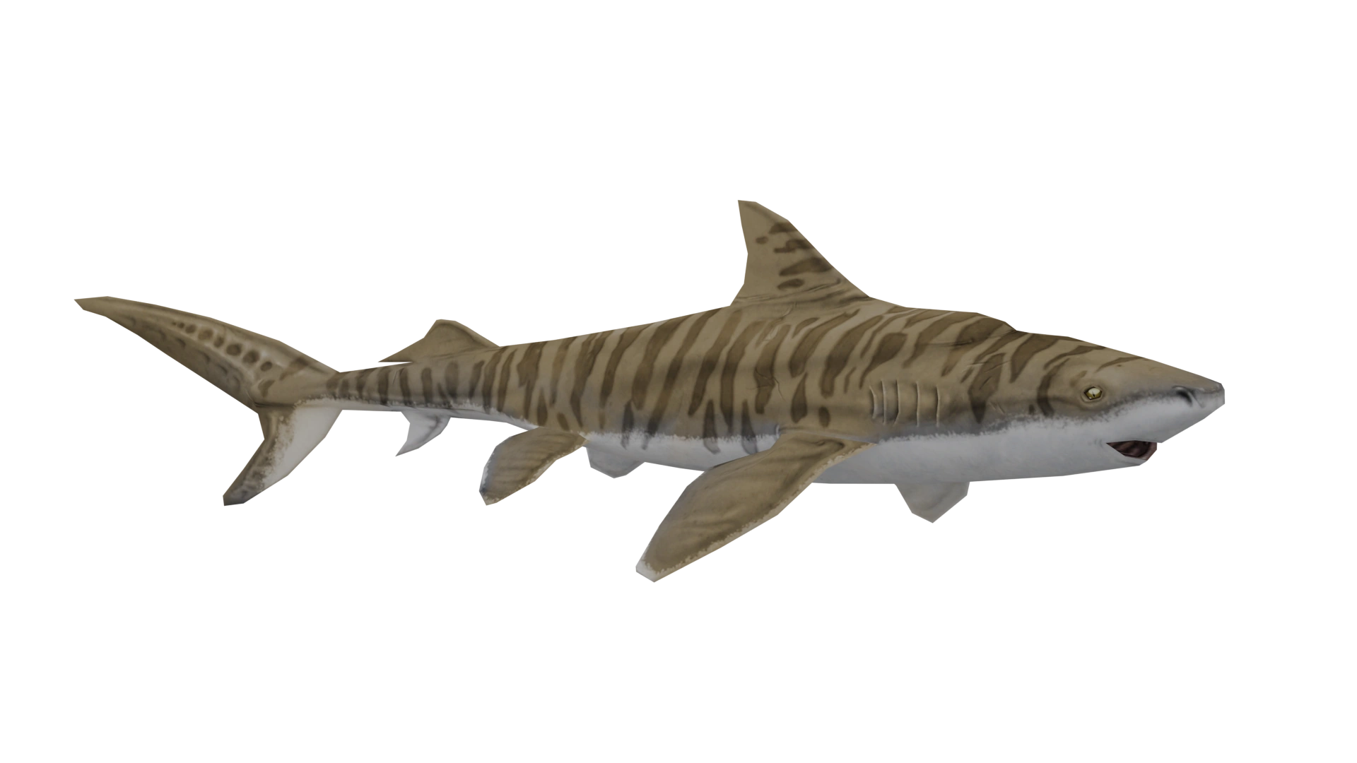 Images Of Tiger Sharks