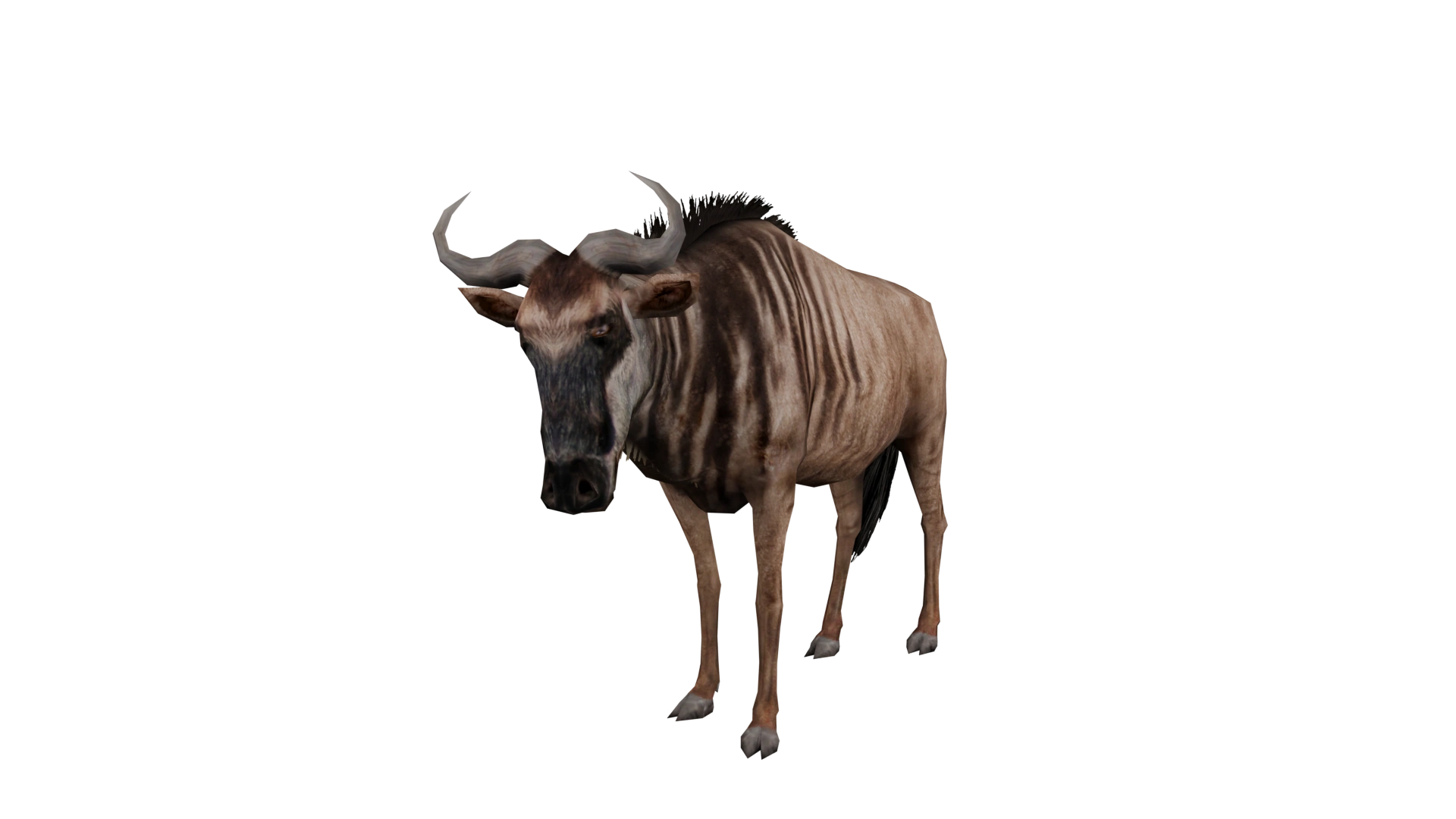 Blue Wildebeest Animals Wiki Fandom Powered By Wikia