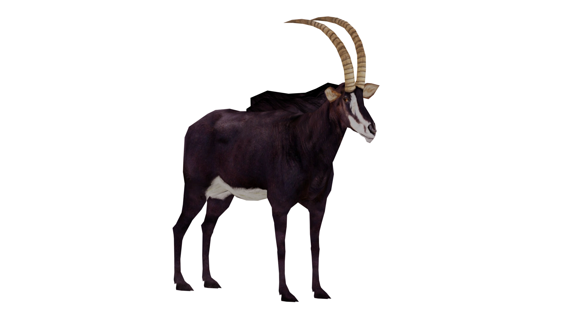 Sable Antelope Running