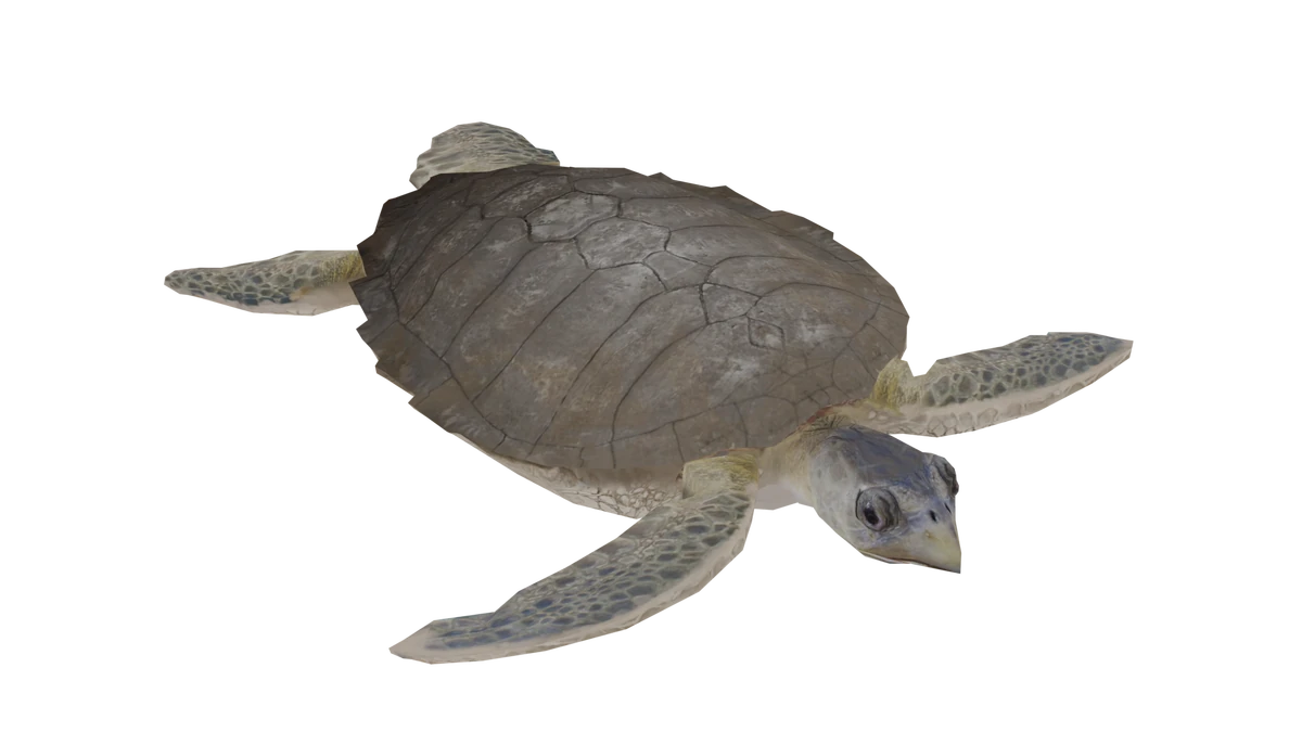 Flatback Sea Turtle | Wildlife Park 2 Wiki | Fandom