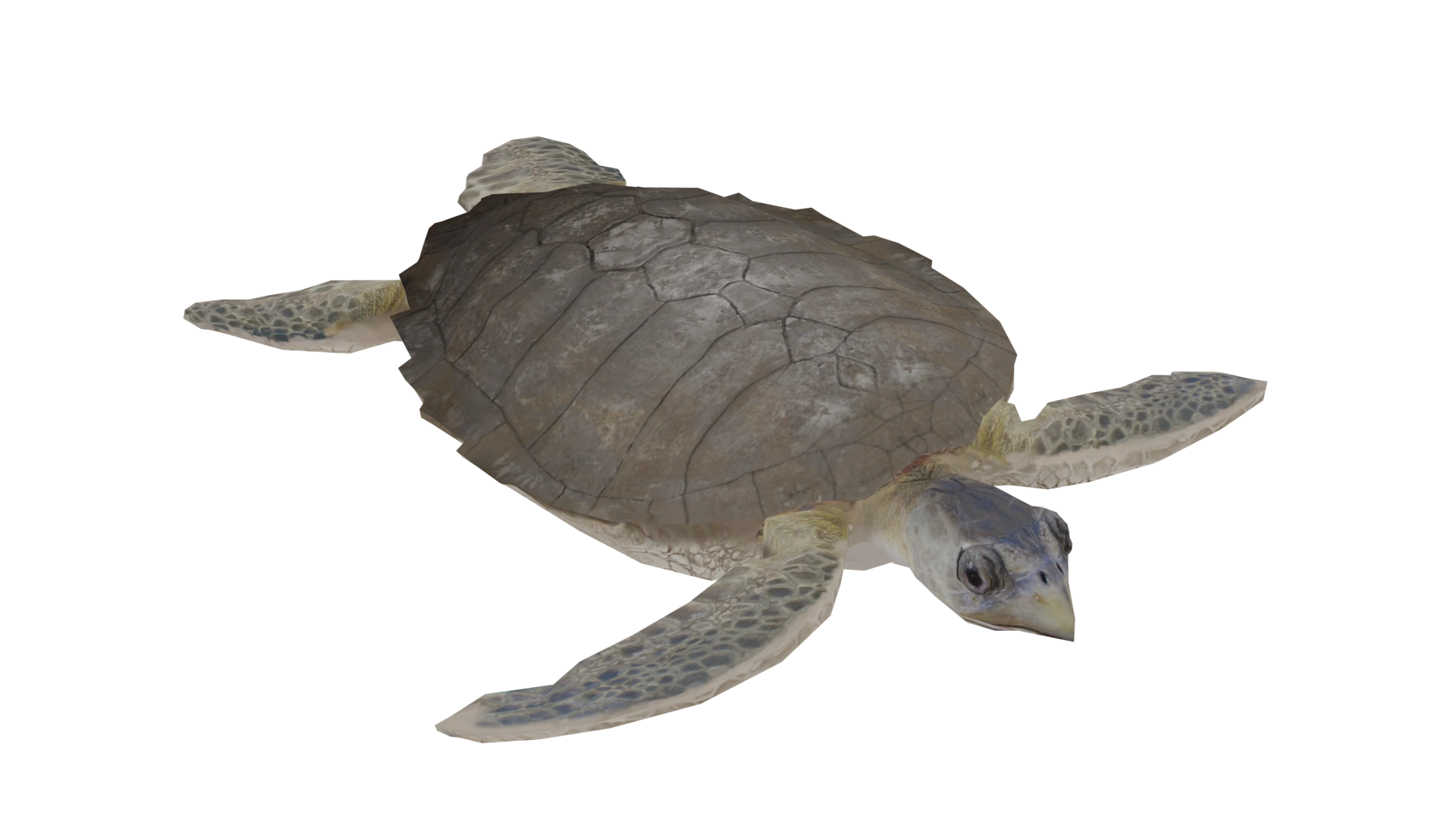 Flat Back Turtle