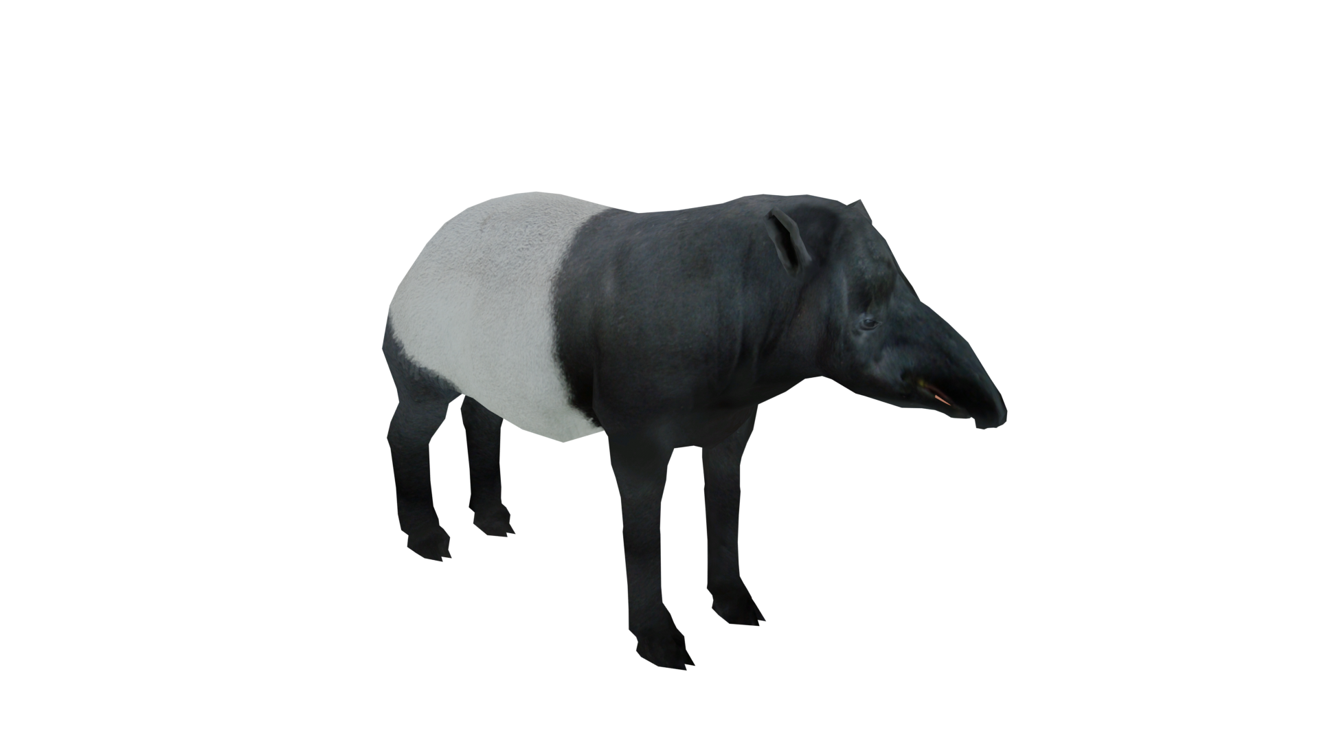 Malayan Tapir In The Wild