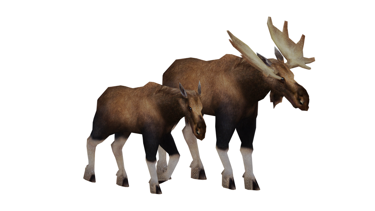 Moose | Wildlife Park 2 Wiki | Fandom
