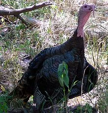 Turkey | Wildlifepedia Wiki | Fandom