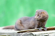 American Mink | Wildlifepedia Wiki | Fandom
