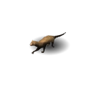 Ferret - Official Wild Terra Wiki