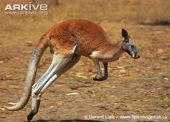 Red Kangaroo | The Wild Thornberrys Wiki | Fandom