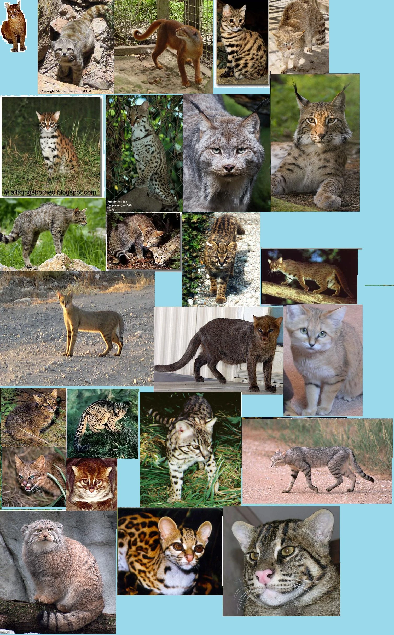 Other wild cats | Wiled-cats Wiki | Fandom