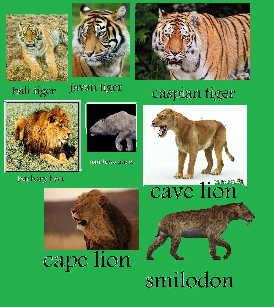 Extinct cats | Wiled-cats Wiki | Fandom