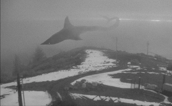 Fog Shark | Wilford Inc Wiki | Fandom