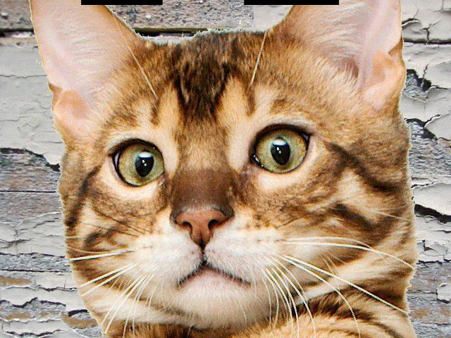 MLG Cat | WillBoss999 Wiki | Fandom