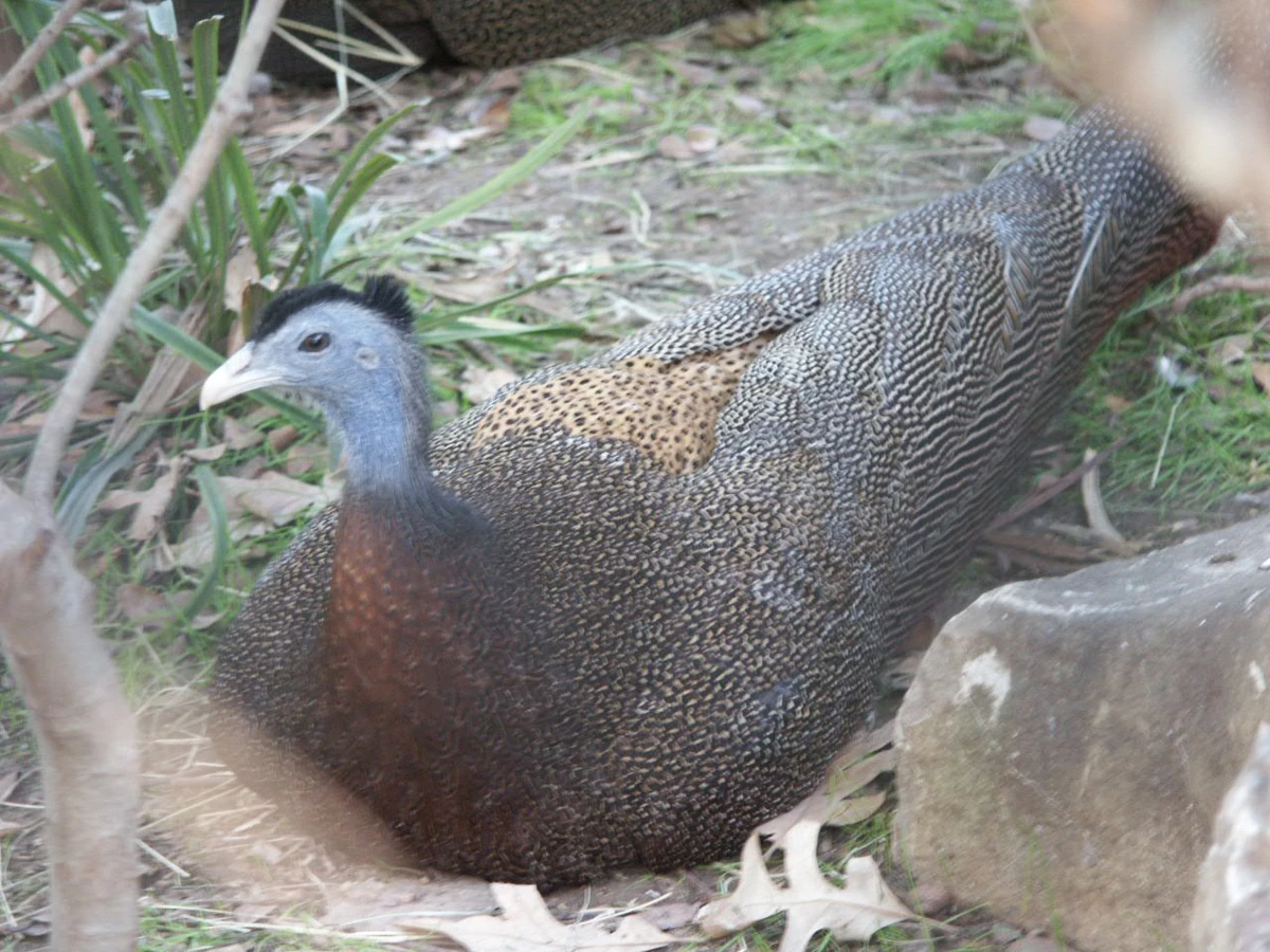 Great Argus | Animal Wiki | Fandom