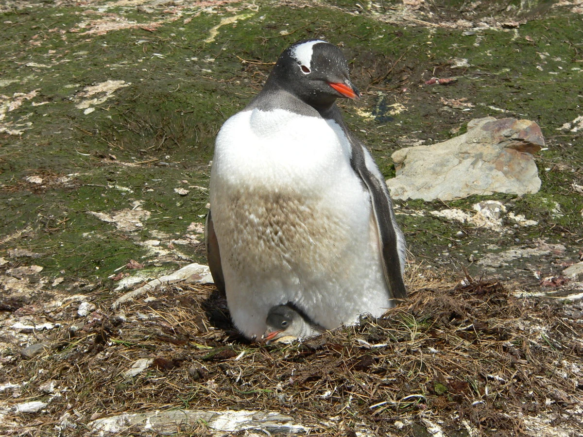 Gentoo Penguin | Animal Wiki | Fandom