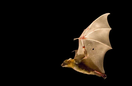 Lesser Short-nosed Fruit Bat | Animal Wiki | Fandom