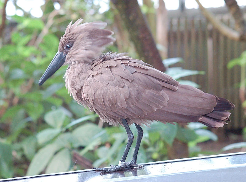 Hammerkop | Animal Wiki | Fandom