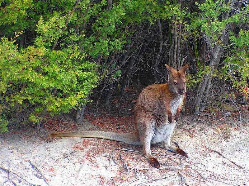 Red-necked Wallaby | Animal Wiki | Fandom