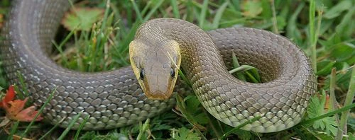 Aesculapian Snake | Animal Wiki | Fandom