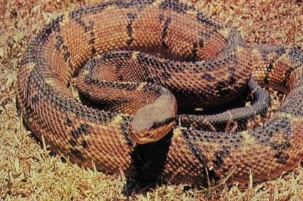 Bushmaster | Animal Wiki | Fandom