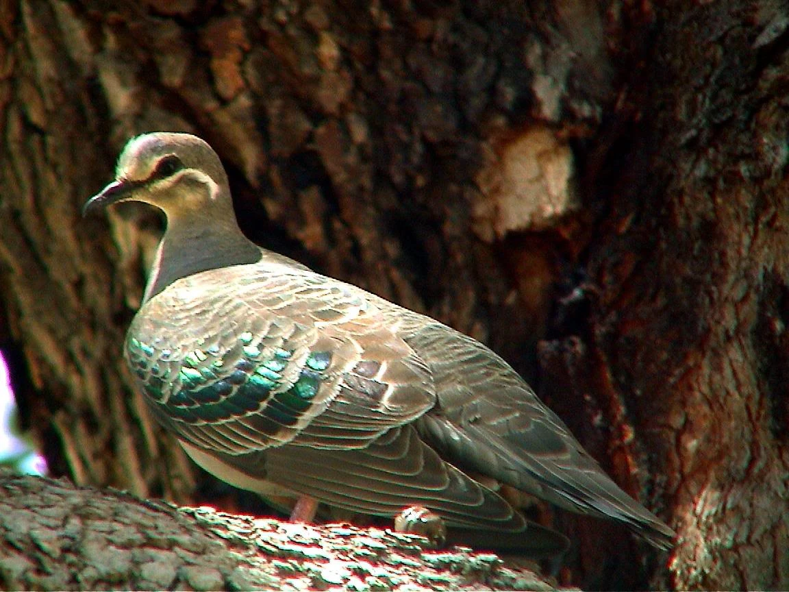 Common Bronzewing | Animal Wiki | Fandom