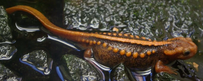 Emperor Newt | Animal Wiki | Fandom
